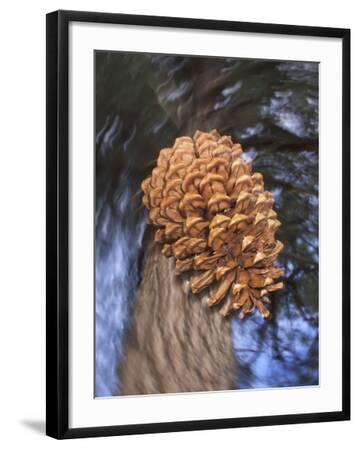 'Close-up of Pine Cone Falling from a Ponderosa Pine Tree, Sierra ...