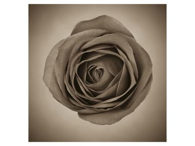 'Close-Up of Sepia Rose' Premium Giclee Print | AllPosters.com