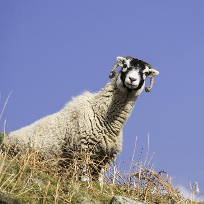 'Close Up of the Traditional Black Faced Swaledale Sheep Found ...