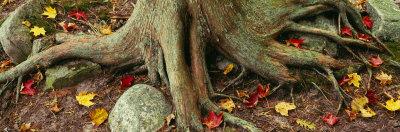 'Close-up of Tree Roots, Sleeping Bear Dunes National Lakeshore ...