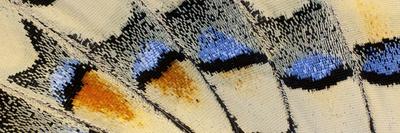 'Close-up patterns of butterfly wings showing the tiny overlapping ...
