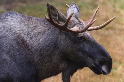 'Close-up portrait of a captive Eurasian elk, Alces alces. Bavaria ...