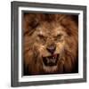 'Close-Up Shot Of Roaring Lion' Photographic Print - NejroN Photo ...