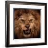 'Close-Up Shot Of Roaring Lion' Photographic Print - NejroN Photo ...