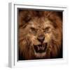 'Close-Up Shot Of Roaring Lion' Photographic Print - NejroN Photo ...