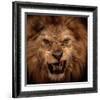 'Close-Up Shot Of Roaring Lion' Photographic Print - NejroN Photo ...