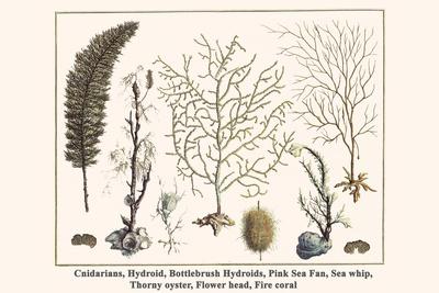 'Cnidarians, Hydroid, Bottlebrush Hydroids, Pink Sea Fan, Sea Whip ...