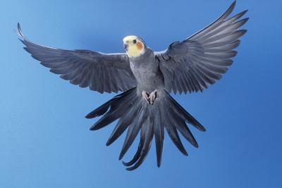 'Cockatiel in Flight' Photographic Print | AllPosters.com