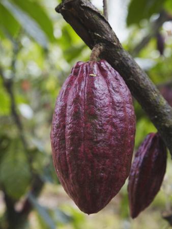 'Cocoa (Cacao) Fruit on Tree, Kalitakir Plantation, Kalibaru, Java ...