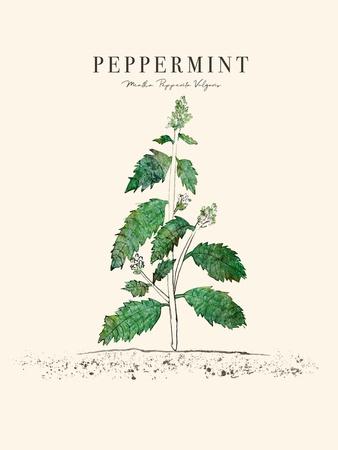 'Peppermint' Poster - Cody Alice Moore | AllPosters.com