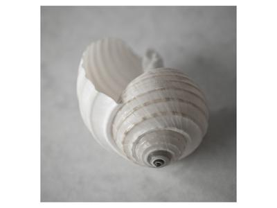 'Coiled Sea Shell' Prints | AllPosters.com