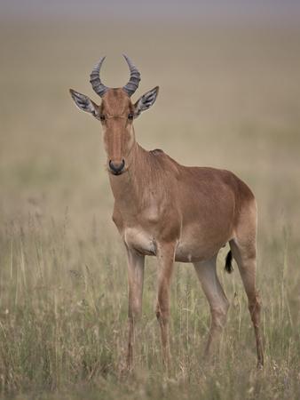 'Coke's Hartebeest (Alcelaphus Buselaphus Cokii)' Photographic Print ...