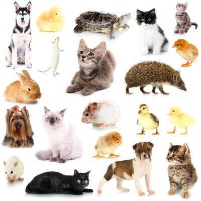 'Collage of Different Pets Isolated on White' Photographic Print ...