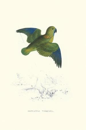 'Collared Parakeet - Bolbopsittacus Lunulatus' Prints - Edward Lear ...