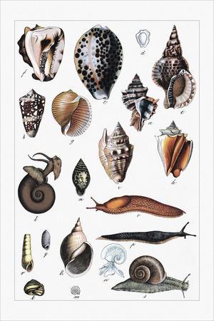 'Collected Shell Specimens' Print | AllPosters.com