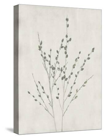 Floral Wild - Salix Discolor Stretched Canvas Print - Collezione ...