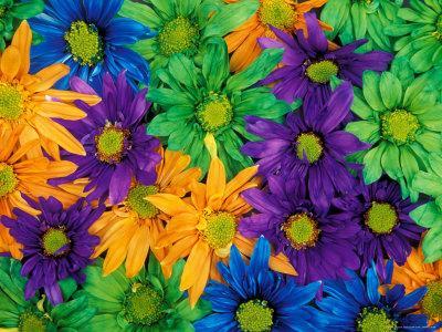 'Colorful Daisy Collage, Washington, USA' Photographic Print ...