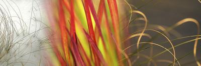 'Colorful Grasses' Photographic Print | AllPosters.com