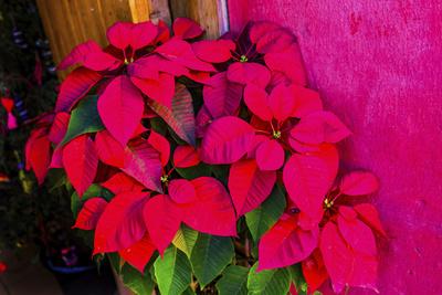 'Colorful Mexican Christmas red poinsettia, Oaxaca, Juarez, Mexico ...