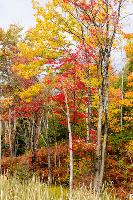 'Colorful Trees in the Forest During Autumn, Muskoka, Ontario, Canada ...