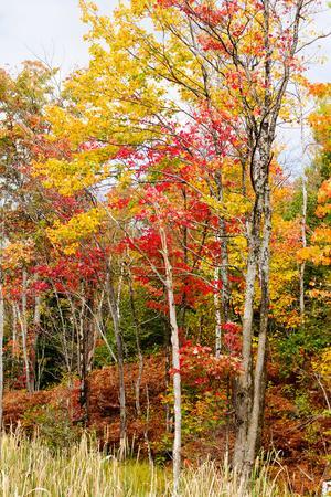 'Colorful Trees in the Forest During Autumn, Muskoka, Ontario, Canada ...