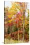 'Colorful Trees in the Forest During Autumn, Muskoka, Ontario, Canada ...