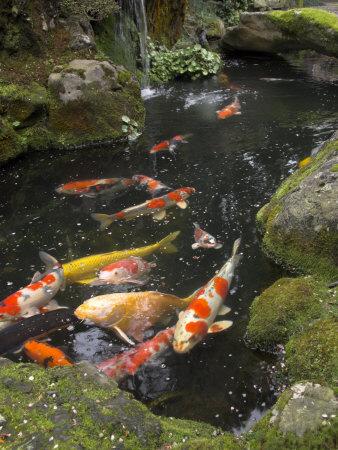 'Colourful Carp in Typical Japanese Garden Pond, Higashiyama, Kyoto ...