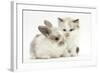 'Colourpoint Kitten with Baby Rabbit' Photographic Print - Mark Taylor ...