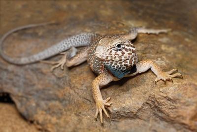Common collared lizard. Photographic Print | AllPosters.com