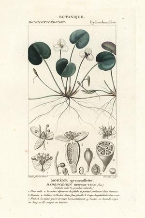 'Common Frogbit, Hydrocharis Morsus-Ranae' Giclee Print - Stanghi ...