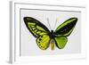 'Common Green Birdwing Butterfly, Comparing the Top Wing and Bottom ...