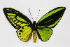'Common Green Birdwing Butterfly, Comparing the Top Wing and Bottom ...