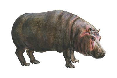 'Common Hippopotamus (Hippopotamus Amphibius), Mammals' Prints ...