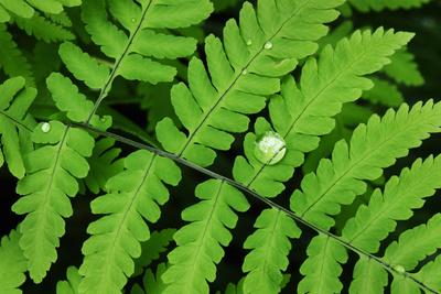 'Common Oak Fern, Northern Oak Fern (Gymnocarpium dryopteris ...