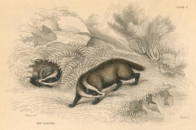 'Common or Eurasian Badger (Meles Mele), 1828' Giclee Print ...