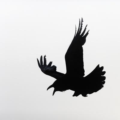'Common Raven Screaming' Photographic Print - Arthur Morris ...
