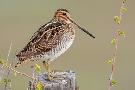 Common snipe finds a good vantage point to look over its surroundings ...
