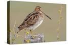 'Common snipe finds a good vantage point to look over its surroundings ...