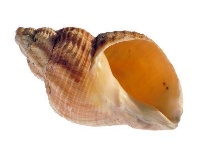 'Common Whelk Shell Showing Aperture, Normandy, France' Photographic ...