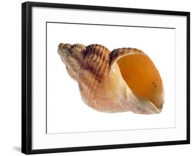 'Common Whelk Shell Showing Aperture, Normandy, France' Photographic ...
