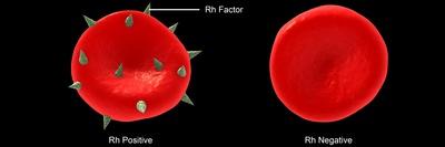 'Conceptual illustration of Rh factor on a red blood cell.' Poster ...