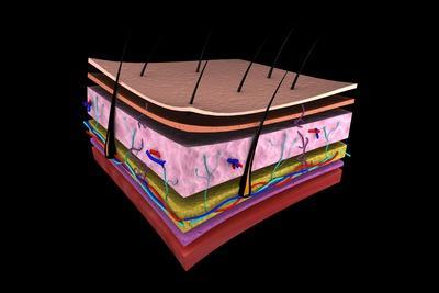 'Conceptual Image of the Layers of Human Skin' Posters | AllPosters.com