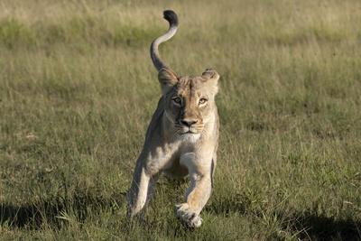 'Lion charge' Photographic Print - Connie Allen | AllPosters.com