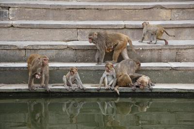 'Monkey Reflections' Photographic Print - Connie Allen | AllPosters.com