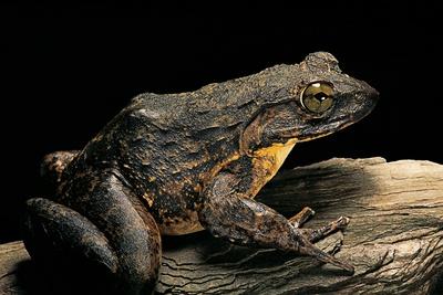 Goliath Frog