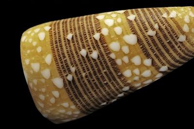 'Conus Nobilis Victor' Photographic Print - Paul Starosta | AllPosters.com