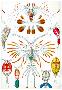 'Copepoda Nature Art Print Poster by Ernst Haeckel' Posters ...
