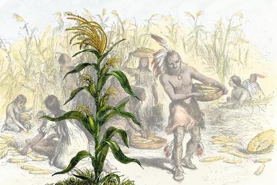 'Corn, or Maize, Staple Food of the Native Americans' Giclee Print ...