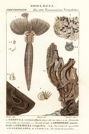 'Fan Worm, Serpula Vermicularis 1, Polychaete Worm, Spirorbis ...