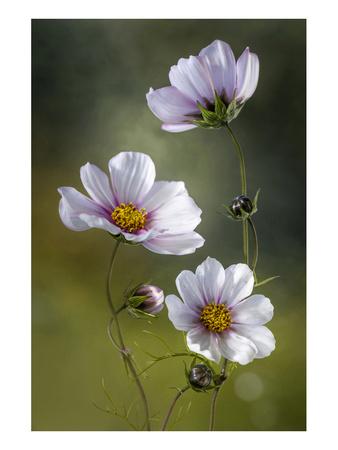 'Cosmos' Prints | AllPosters.com